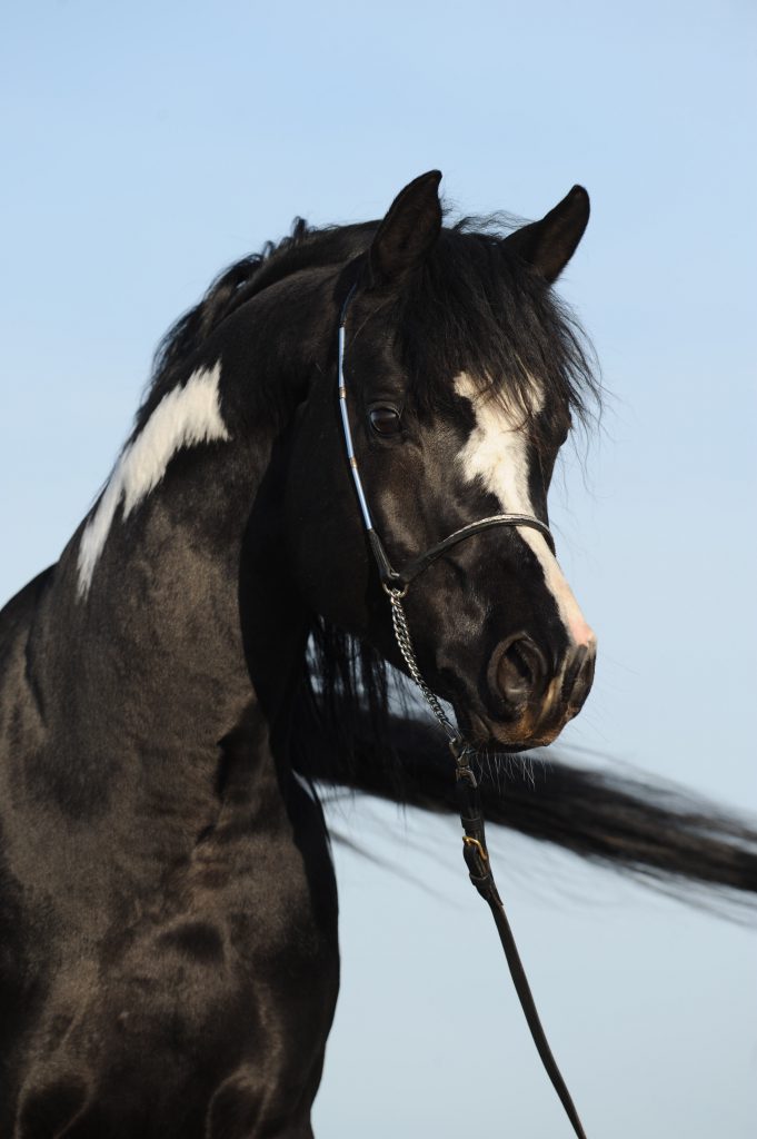 El Shamir - Freeze and Breed