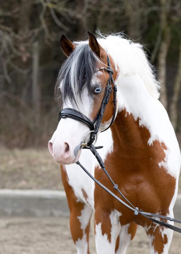 Stallions | Freeze and Breed